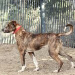 Kala – Adopta un animal