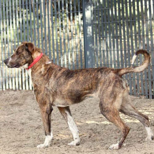 Kala – Adopta un animal