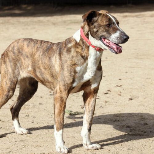 Kala – Adopta un animal