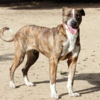 Kala – Adopta un animal