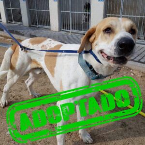 Marlo – Adopta un animal