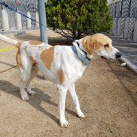 Marlo – Adopta un animal