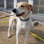 Marlo – Adopta un animal