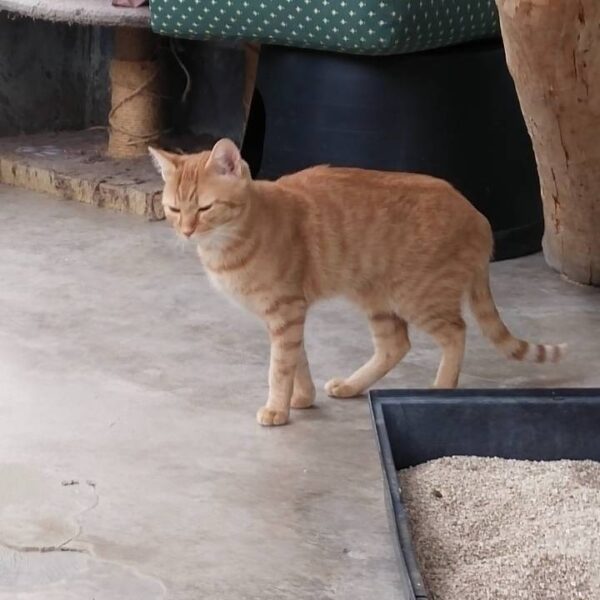 Soros – Adopta un animal