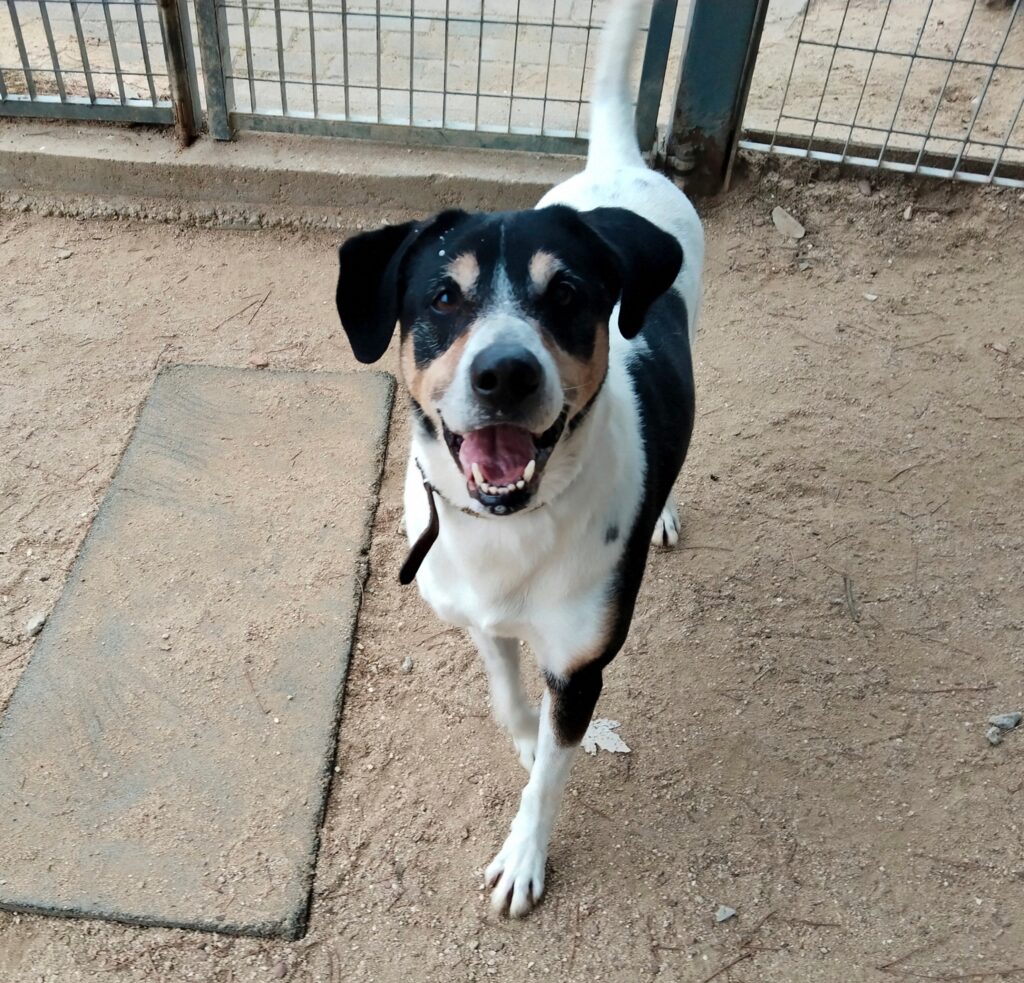 FLACO – Adopta un animal